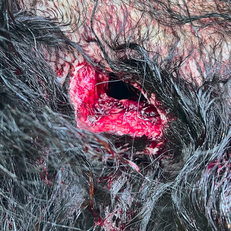 Annihilator Broadheads – Lifetime Performance for Fast, Ethical Kills